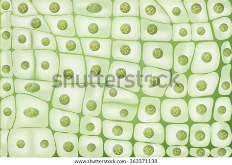 Cell Division Background Stock Vector Royalty Free 363371138