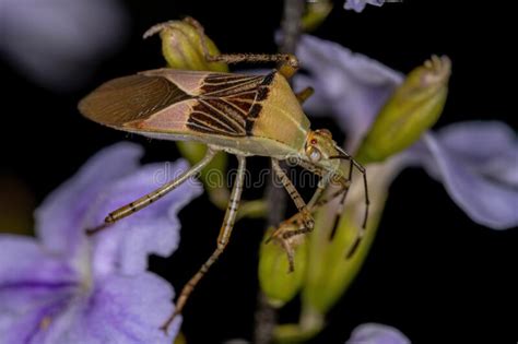 Adult Leaf Footed Bug Stock Image Image Of Hypselonotus 228542187