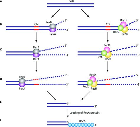 Model For Processing Of Dna Ends By S Aureus Rexab Or E Coli Recbcd Download Scientific