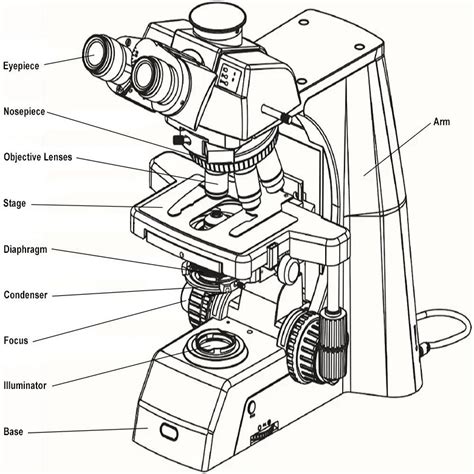 How To Microscope Parts Labeled Labeled Diagrams Functions