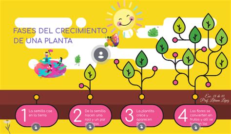 Fases Del Crecimiento De Una Planta