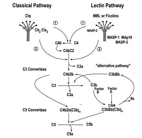 Alternative Complement Pathway Patented Technology Retrieval Search Results Eureka Patsnap