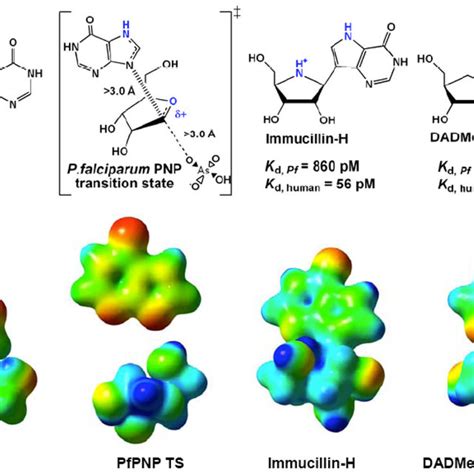 A Substrate Transition State And Transition State Analogue