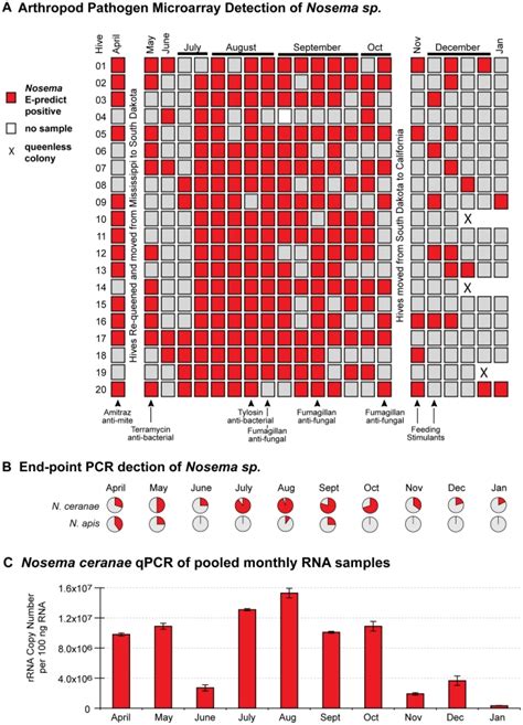 A Arthropod Pathogen Microarray Detection Of Nosema Sp In Each Download Scientific Diagram
