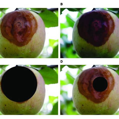 Flow Chart Of Image Based Distinction Of Ring Rot And Anthracnose On Download Scientific