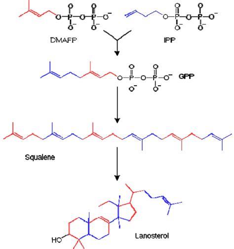 Example Of Sterol Synthesis Source Weekpedia February 13