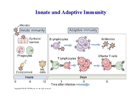 Innate And Adaptive Immunity Types Of Adaptive Immunity