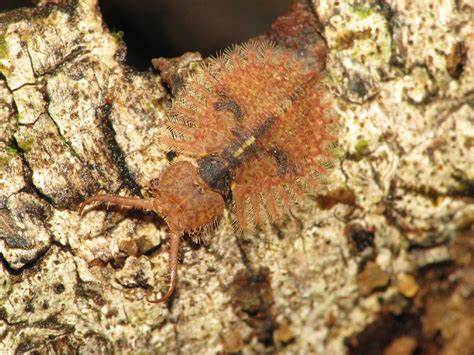 Real Monstrosities Owlfly