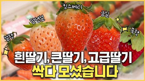 딸기 종류 어떻게 다른 걸까 품종 싹 정리 해드립니다 설향 금실 죽향 만년설 킹스베리 맛 Youtube