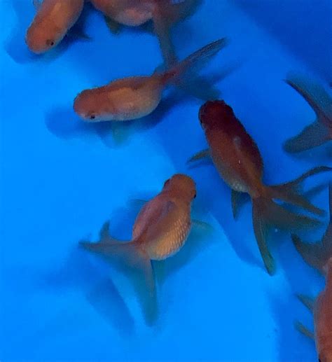 岡部産江戸錦 国産大阪らんちゅう 浜錦 紅葉オランダなど入荷 金魚やぶろぐ By 佐々木養魚場