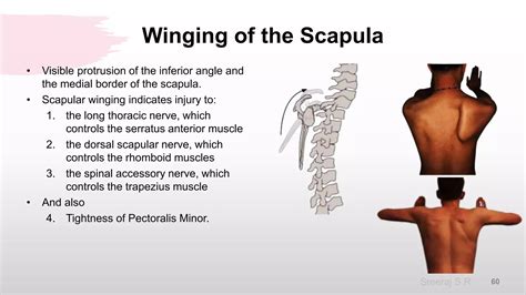 Musculoskeletal Assessment Principles And Concepts For