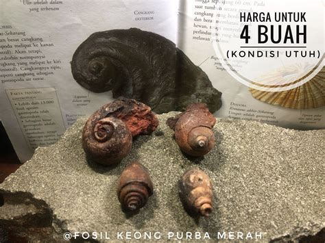 Fosil Keong Merah Purba Natural B50 Atau Fosil Kerang Langka Atau Bongkahan Fosil Biota Laut