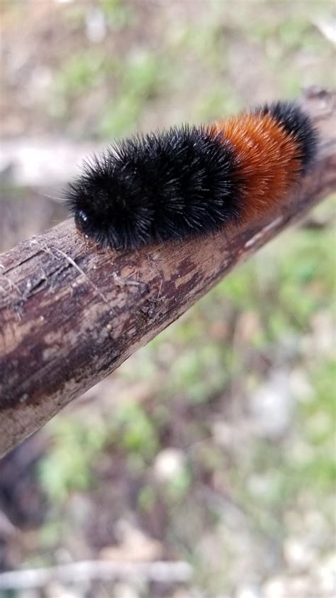 Fuzzy Boi Found Along The Trail Northwest Washington Rwhatsthisbug