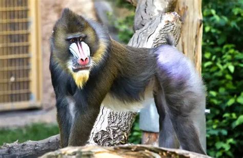 Mandrill Baboon Attack