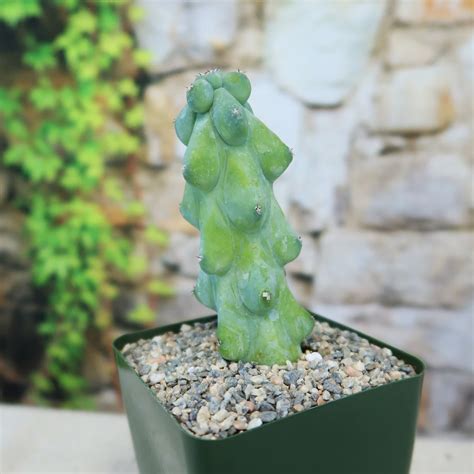 Boobie Cactus Myrtillocactus Geometrizans Fukurokuryuzinboku Cereus