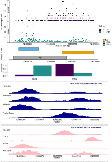 Capturing Cell Type Specific Activities Of Cis Regulatory Elements From