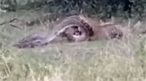 Battle For Survival Epic Fight Between Leopard And Snake Stuns People Watch Trending