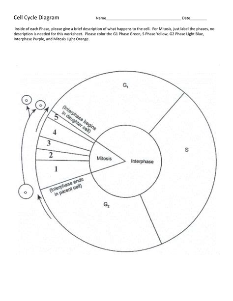 Cell Cycle Labeling Worksheet Printable Word Searches