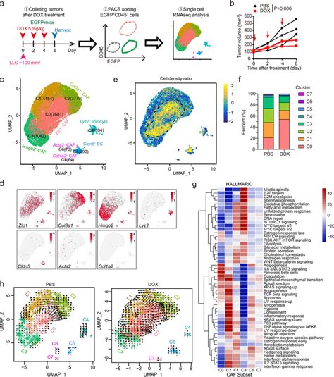 Scrnaseq Reveals Enrichment Of Zip1⁺ Fibroblasts In Llc Tumours Download Scientific Diagram