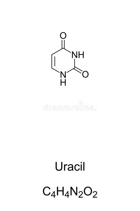 Base Uracil Stock Illustrations 96 Base Uracil Stock Illustrations Vectors And Clipart Dreamstime