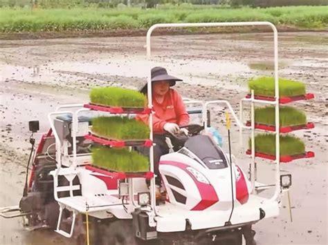 全市今年首批机插秧 下田”