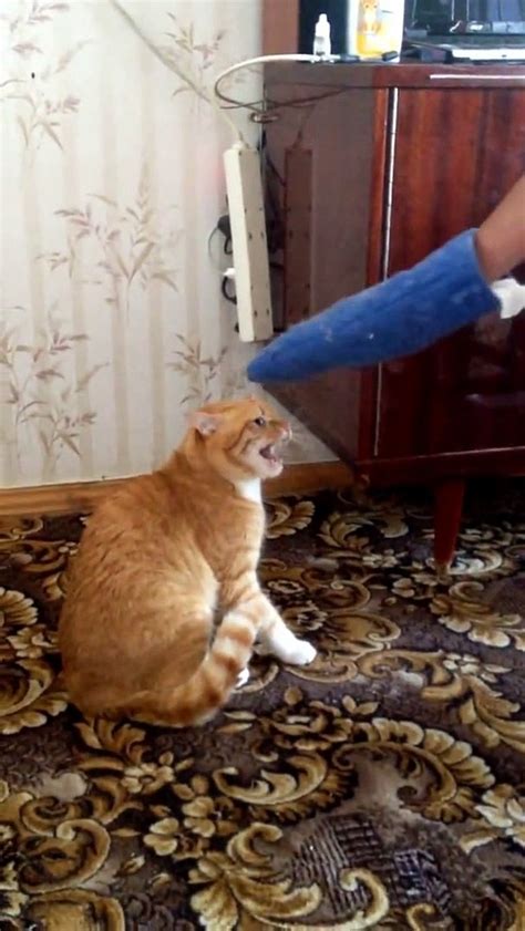 Very Angry Cat Attacks