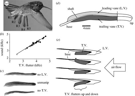 A Description Of The Fluttering Of The Trailing Vane T V Of R5 A