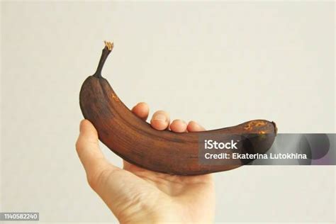 손에 검은 버 릇 바나나 손은 썩은 검은 색 또는 갈색 바나나 과일을 들고 있다 썩은 바나나 하나의 버 릇 없는 검은 바나나 텍스트의 공간을 복사 합니다 최신 유행의 버 릇