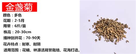 四季野花组合花种波斯菊种子格桑花籽百日草矮生宿根金鸡菊孔雀草 阿里巴巴