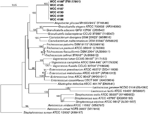 Nucleotide Sequence Similarity Tree Based On Comparison Of 16s Rrna Download Scientific Diagram
