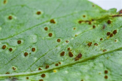 Rust On Bean Stock Photo Image Of Algeria Agronomical 116084796
