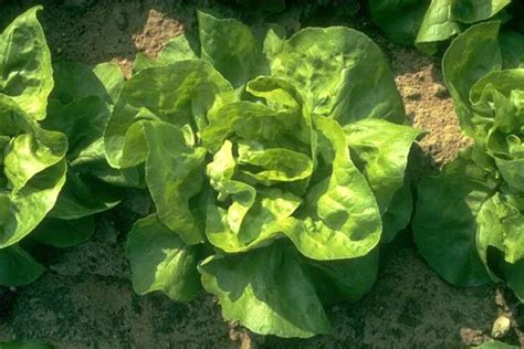 Plantwise Knowledge Bank