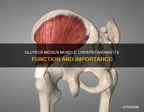 Gluteus Medius Muscle Understanding Its Function And Importance Cyvigor