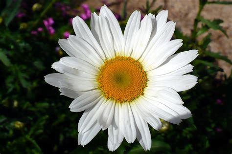 Shasta Daisy