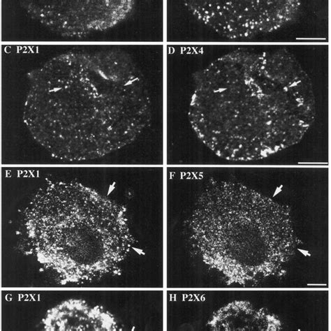 Immunohistochemical Localization Of P X Receptor Clusters On Small To Download Scientific