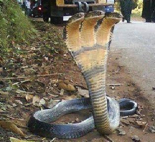 Unbelievable Things Headed Snake