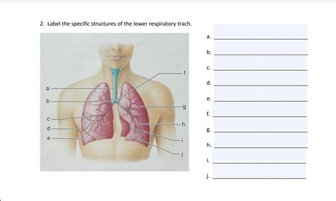 Solved Unit The Anatomy Of The Respiratory System Chegg
