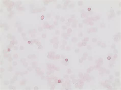 Citrate Phosphate Buffer Concentrate 1 X 100 Ml 2851 100ml