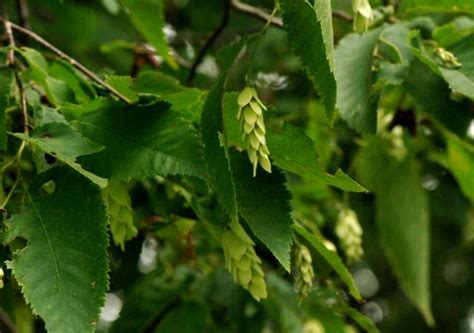 野幌森林公園夏の花8 井伊影男の植物観察