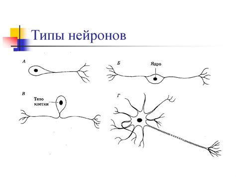 Схема строения нейрона Online Presentation