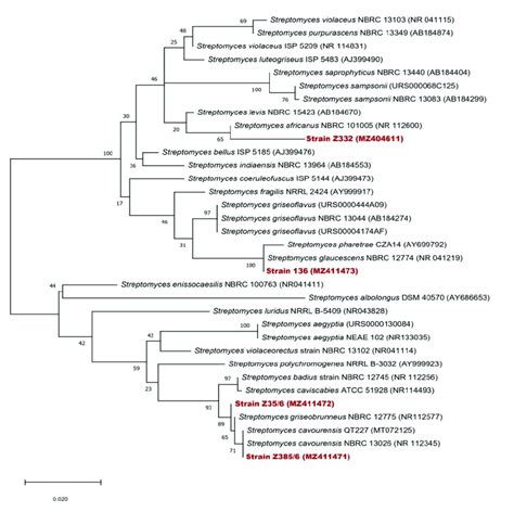 Neighbor Joining Phylogenetic Tree Of The Four Isolated Strains And 30