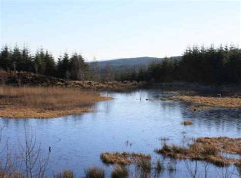 Tree Species Diversity Forest Research