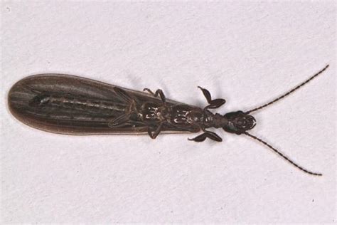 Embioptera Web Spinners Field Guide To The Insects Of Tasmania