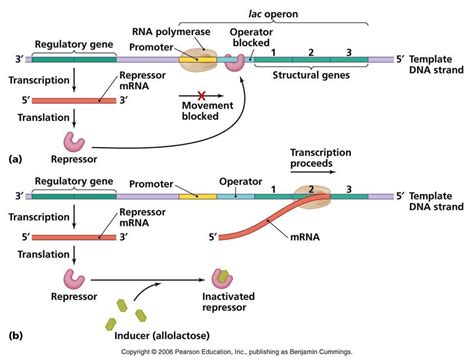 2 The Schematic Representation Of Lac Operon Working Download