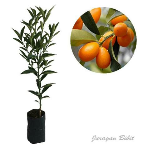 Jual Pohon Jeruk Nagami Limited Shopee Indonesia