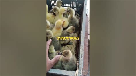 সাদা ও রেগুলার কালারের রাজহাঁসের বাচ্চা রাজহাঁস চিনা রাজহাঁসের হাসের খামার হাঁস সাদারাজহাস