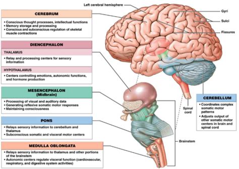 Chapter 16 The Nervous System The Brain And Cranial Nerves Flashcards