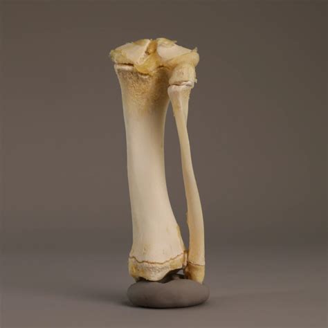 Fibula Calf Bone Article Vetflow