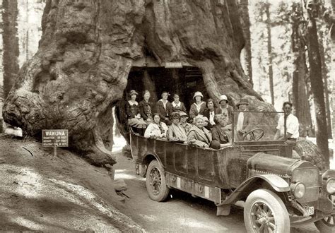 The Drive Through Trees Of California Amusing Planet