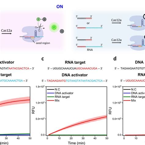 Comparison And Optimization Of Rna Detection Of Cas12a Using Fragmented Download Scientific